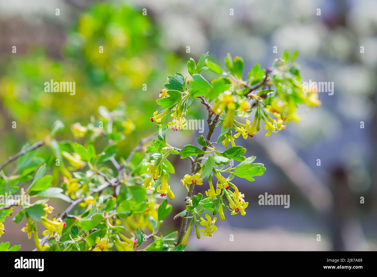 Blackcurrant bush in flower hi-res stock photography and images - Alamy