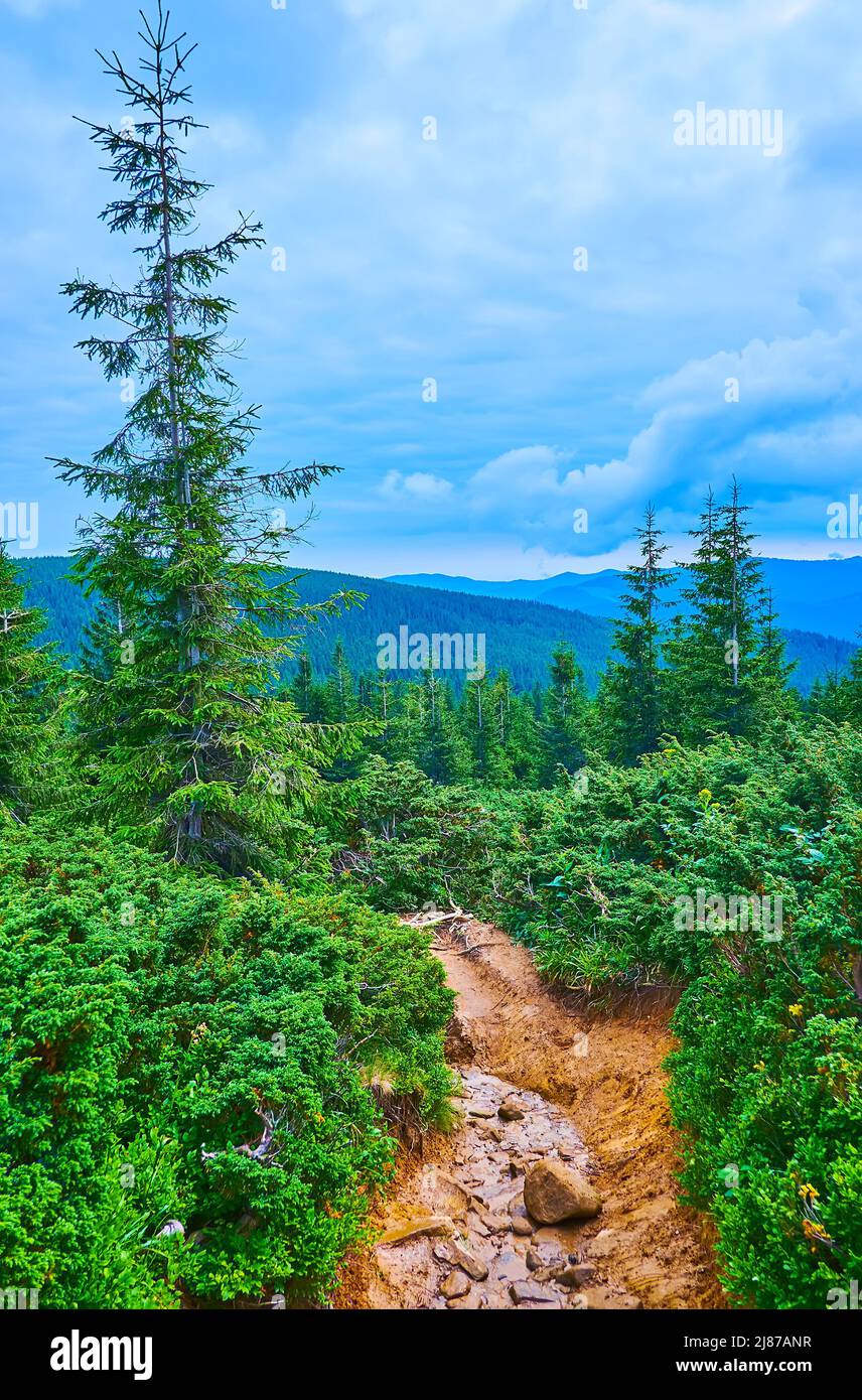 The Subalpine zone of Mount Hoverla with a narrow curved creek amid the ...