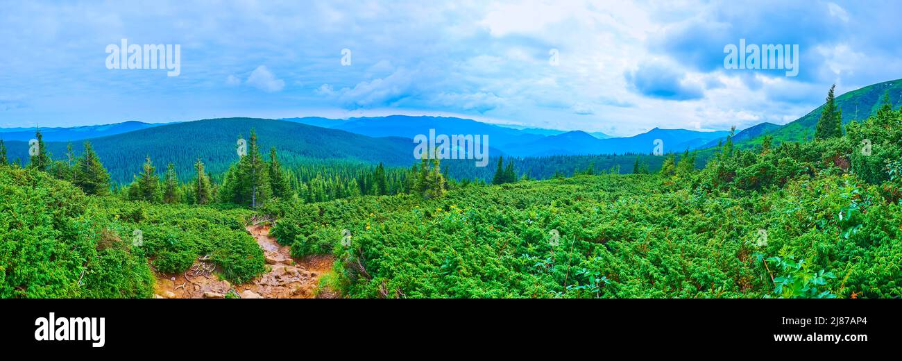 Panorama of Subalpine zone forest with junipers and creek drain in ...