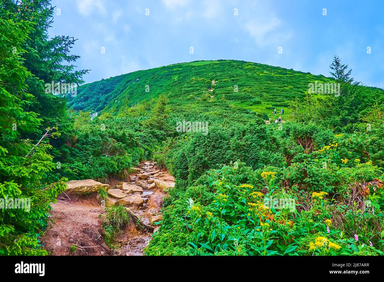 The hike to the Mount Hoverla peak through the Subalpine zone with deep ...