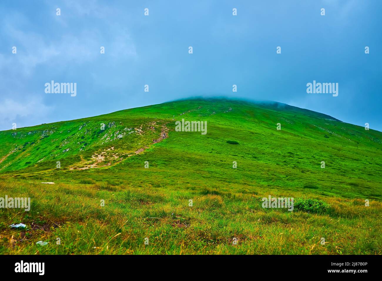 The beautiful green slope of Mount Hoverla, covered with Alpine Tundra ...