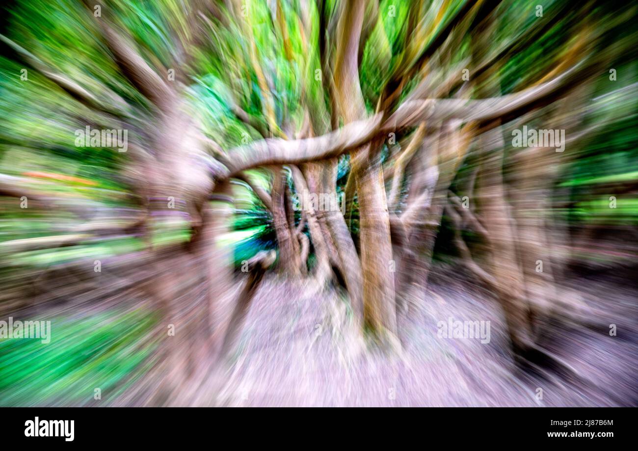 Zoom Movement of Trees in Isabella Plantation Richmond Park UK Stock ...