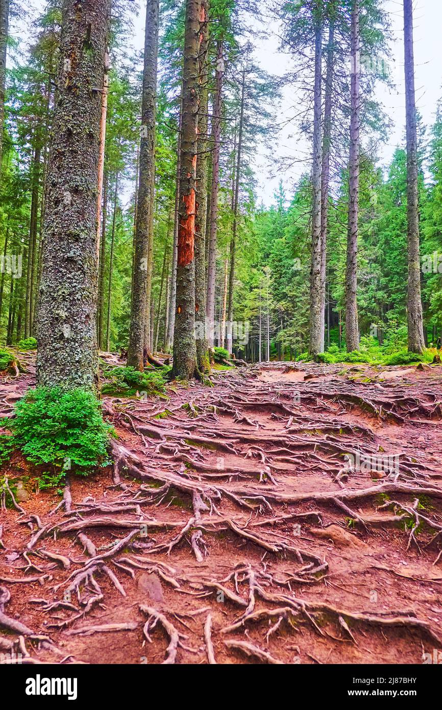 The tall slender larch trees with spread roots, covering the red soil ...