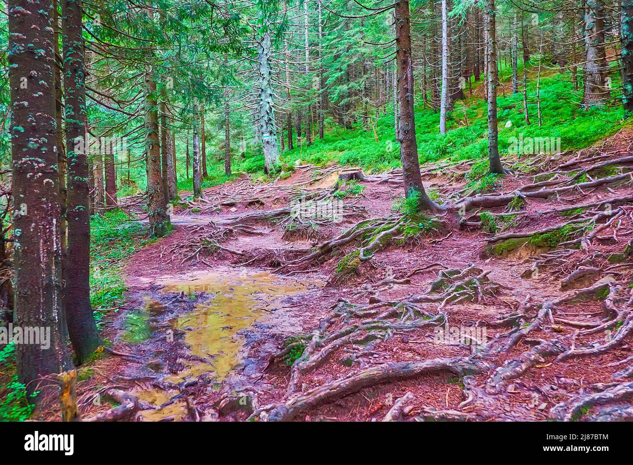 The mountain conifer forest with old tree roots on the ground, tall ...