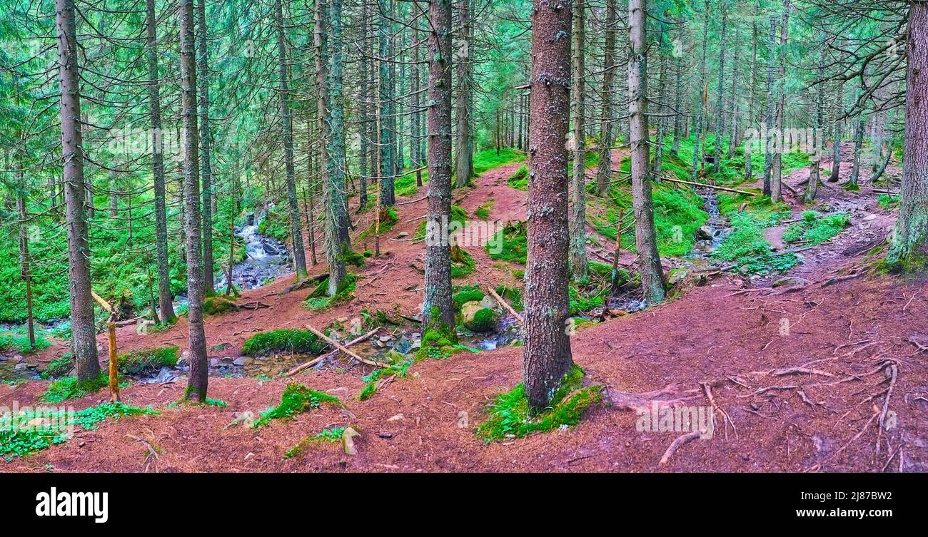 Conifer forest panorama with narrow curved creeks, tree roots and tall ...