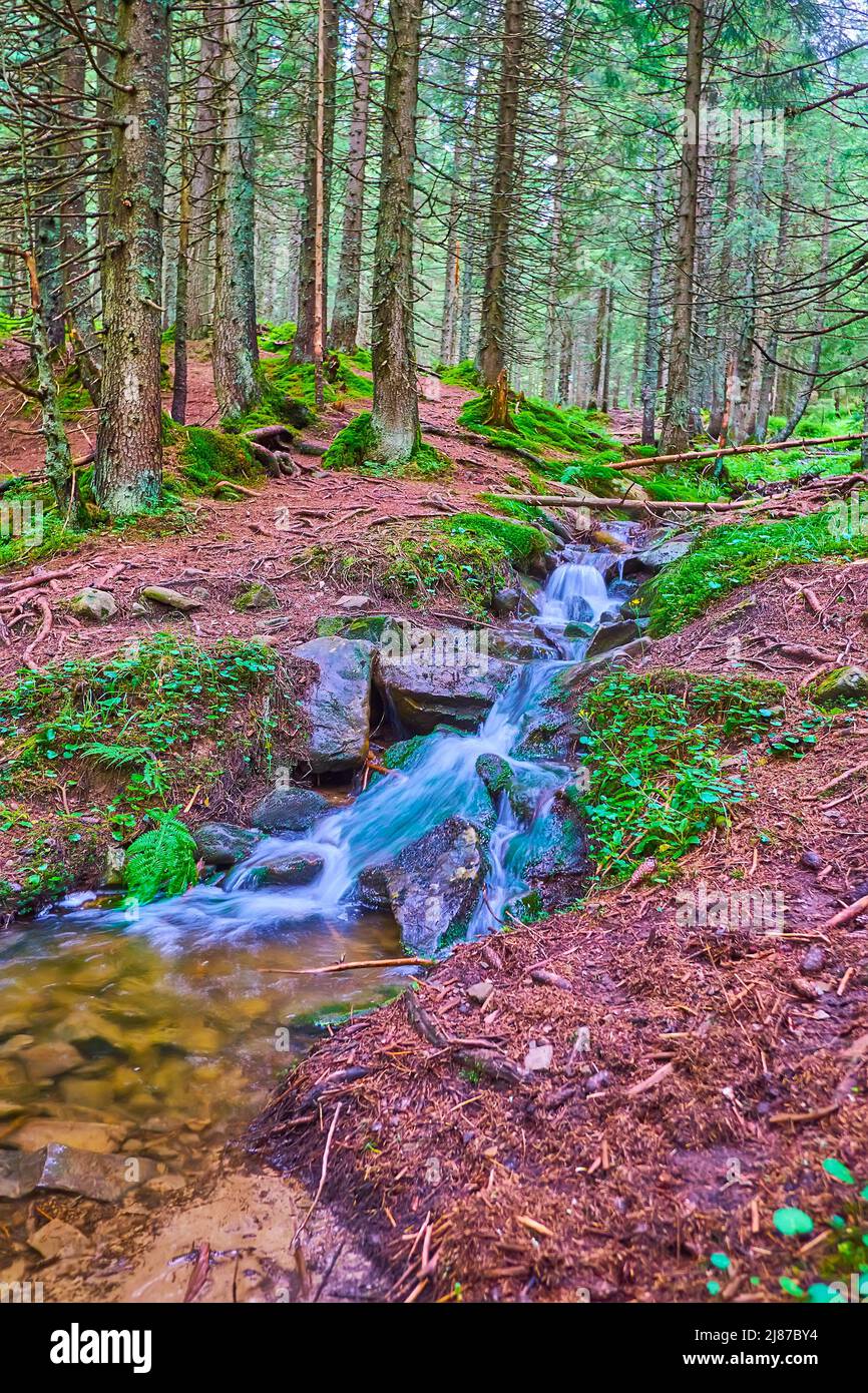 The old larch trees of conifer forest and the winding narrow source of ...