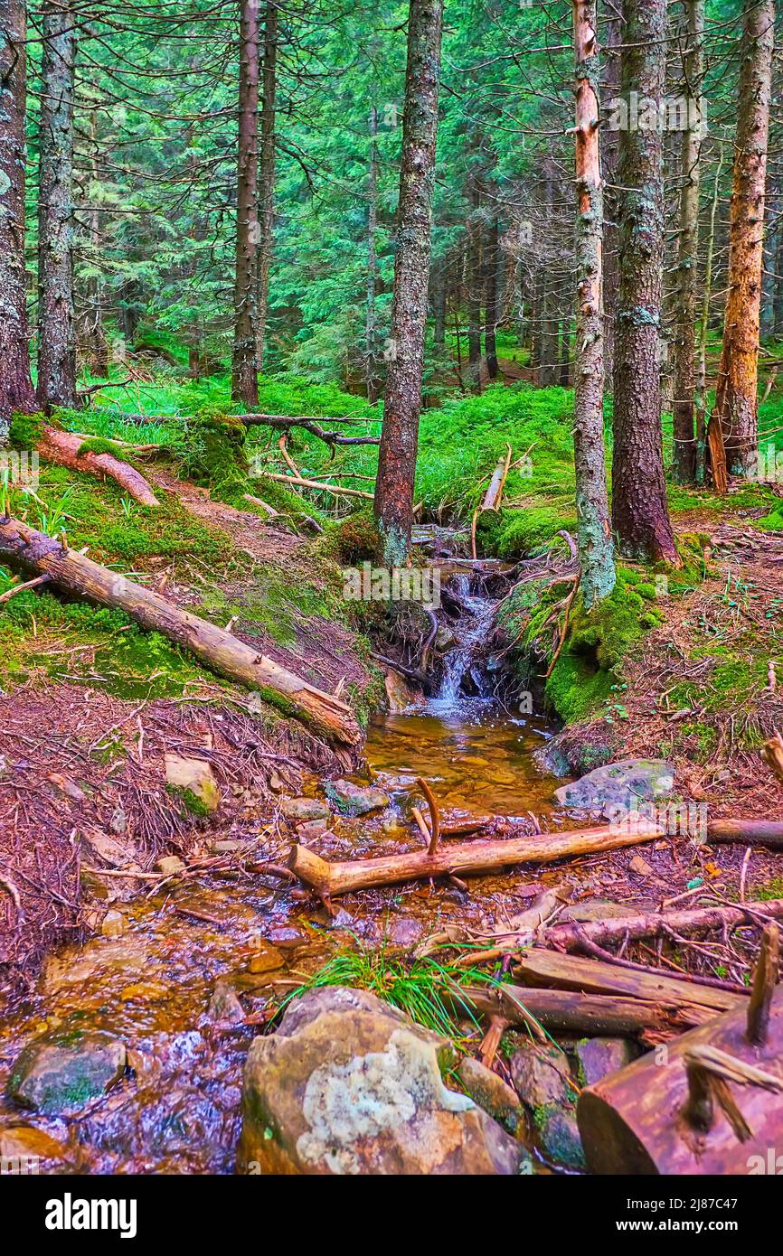 The small creek, flowing among the conifer trees of old larch forest of ...