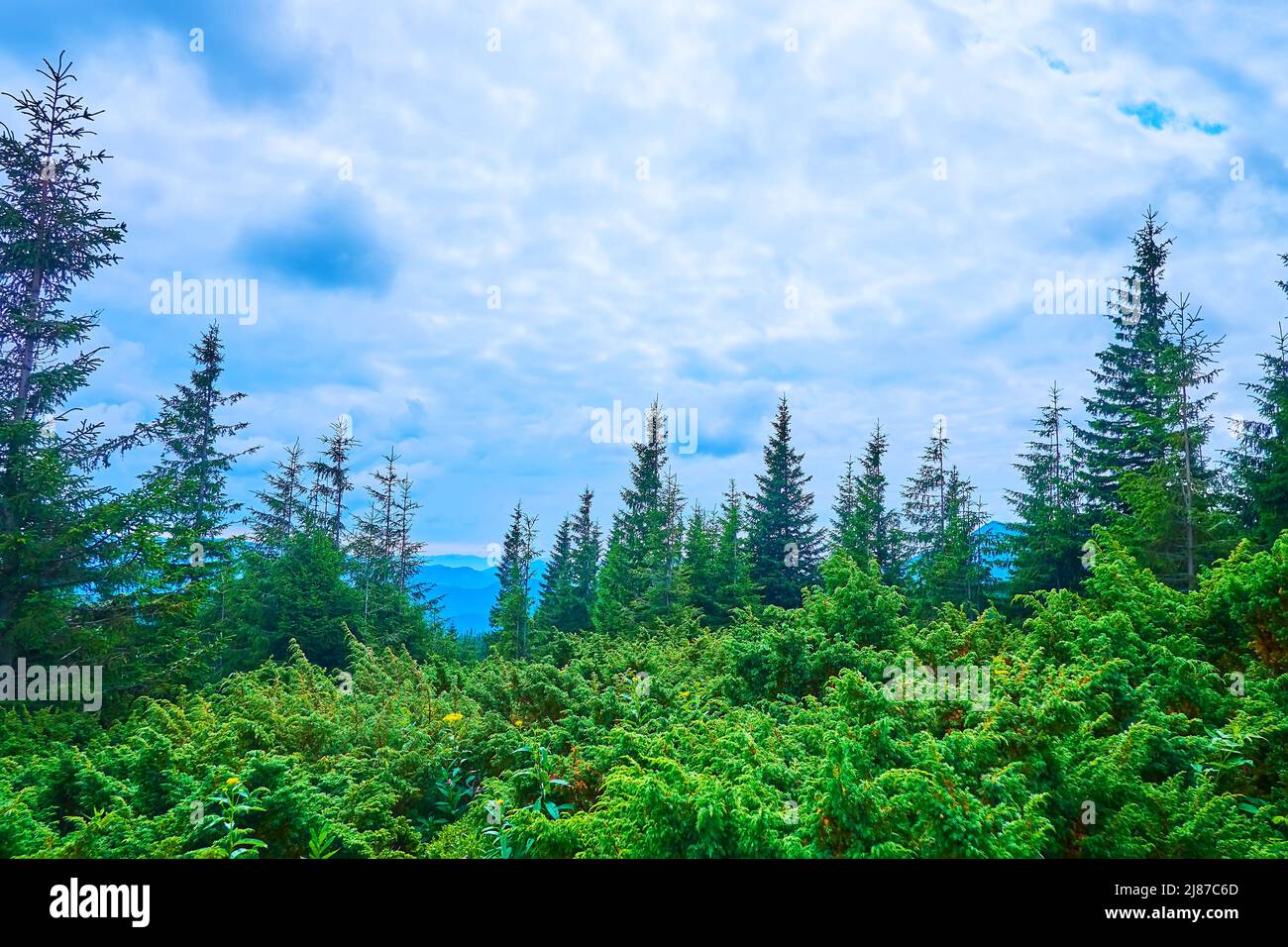 Subalpine zone panorama with tall larch trees and conifer shrubs, Mount ...