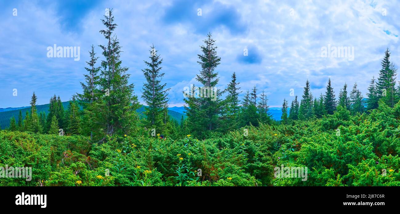 Panorama with tall spruces and juniper thickets of Subalpine zone ...