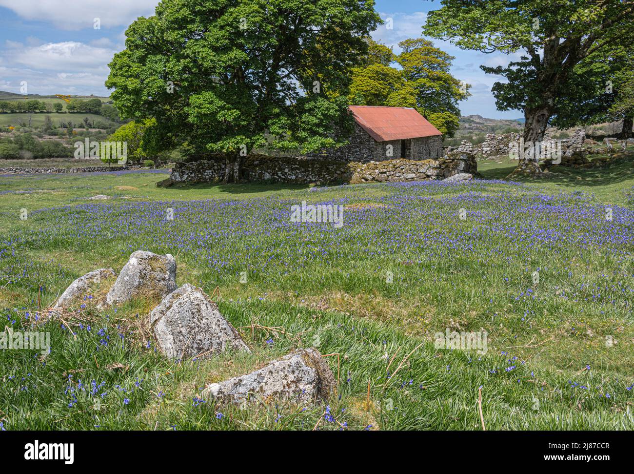 Dartmoor saddle tor bluebells hi-res stock photography and images - Alamy