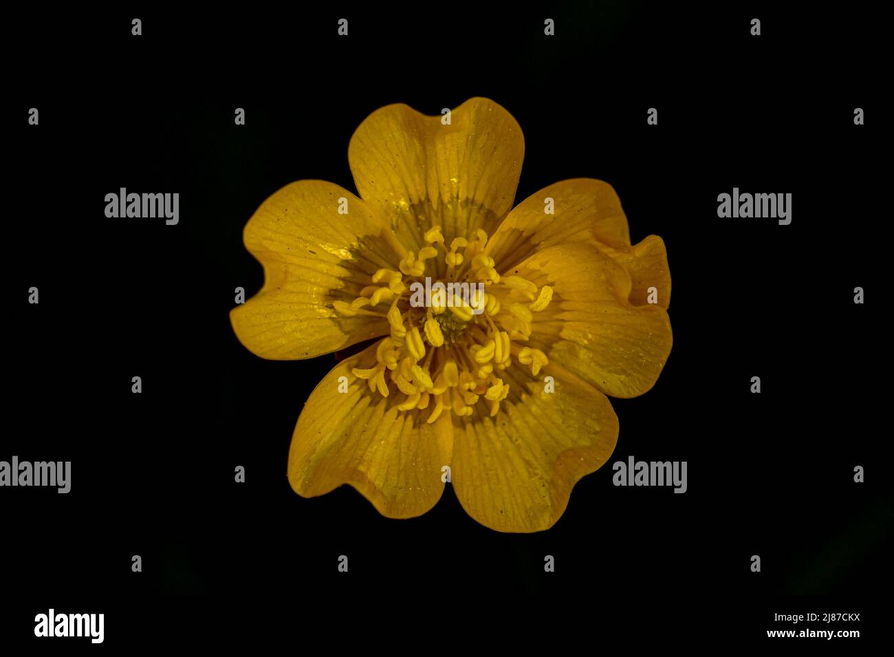 Close up buttercup hi-res stock photography and images - Alamy