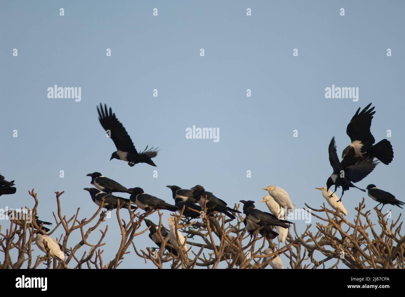 Pied crows Corvus albus and cattle egrets Bubulcus ibis on a communal ...
