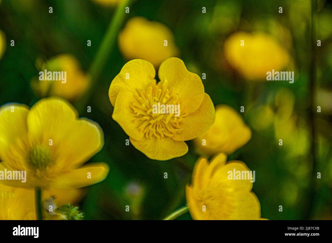 Buttercup landscape hi-res stock photography and images - Alamy