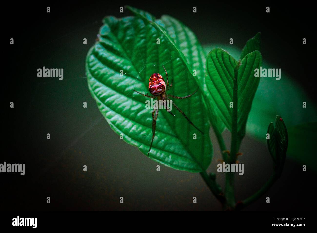 Tiny spider hi-res stock photography and images - Alamy