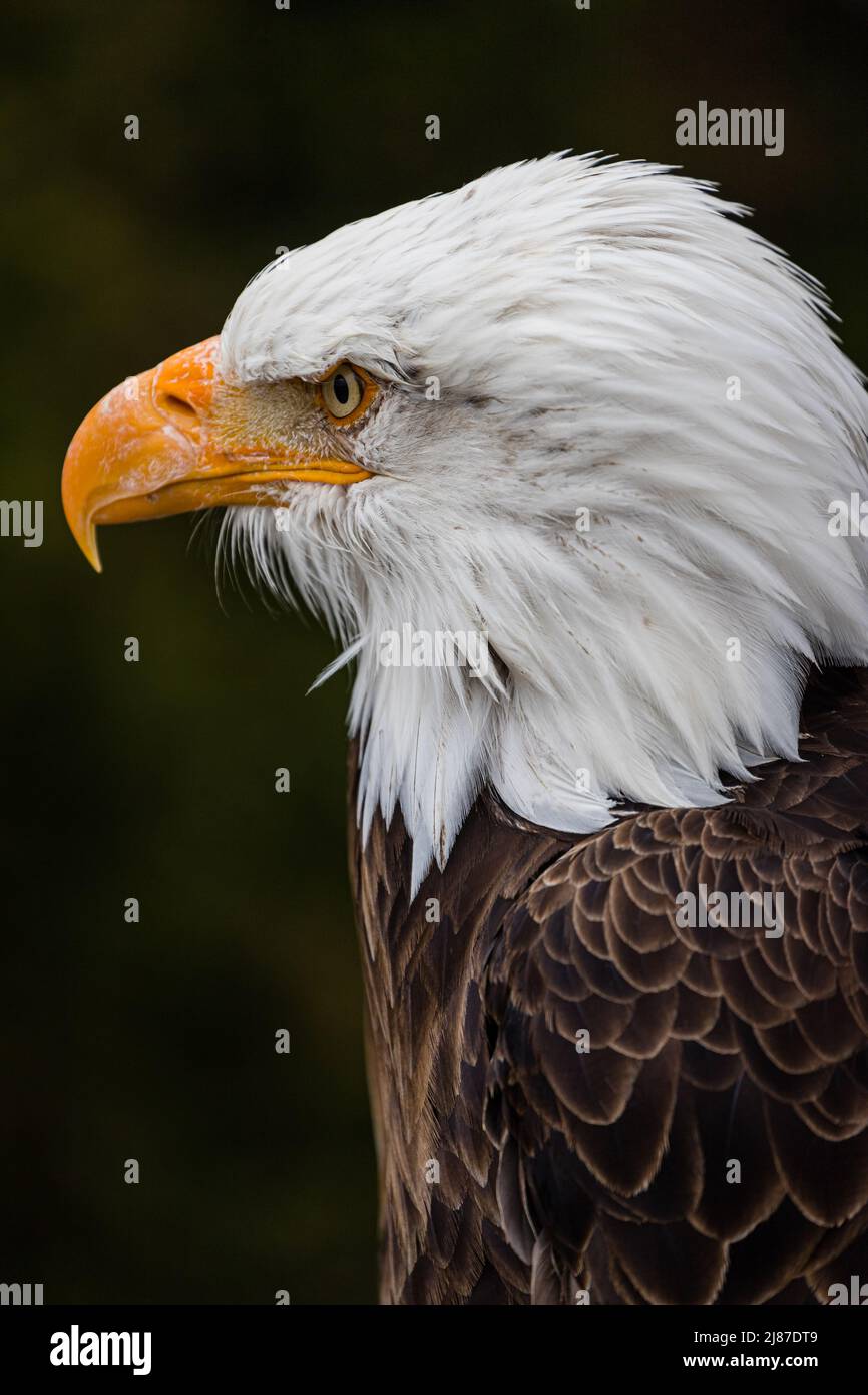 An impressive animal this bald eagle with its bright head and the ...