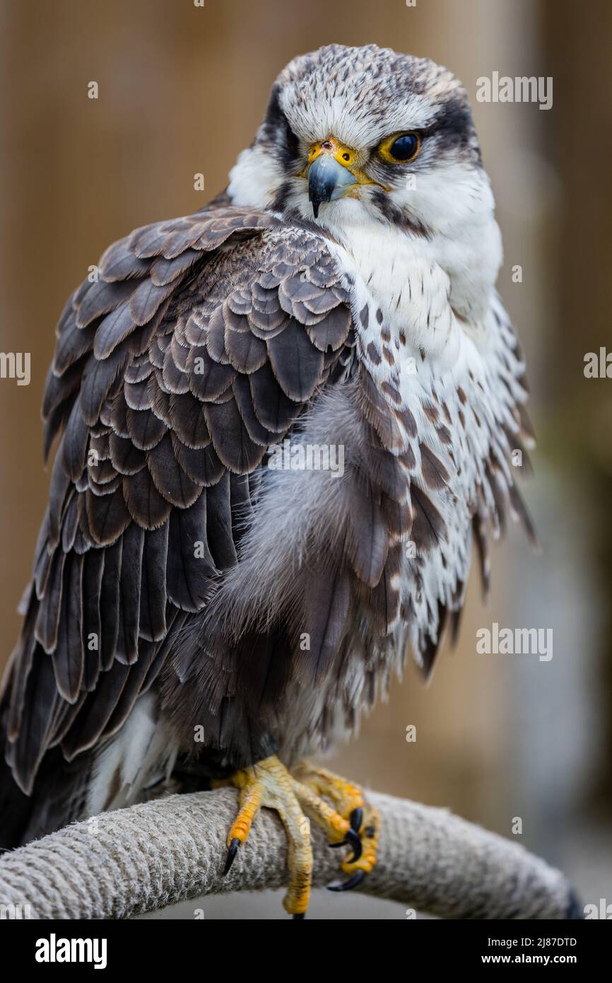 This Laggar falcon sits on his perch and observes the surroundings. So ...