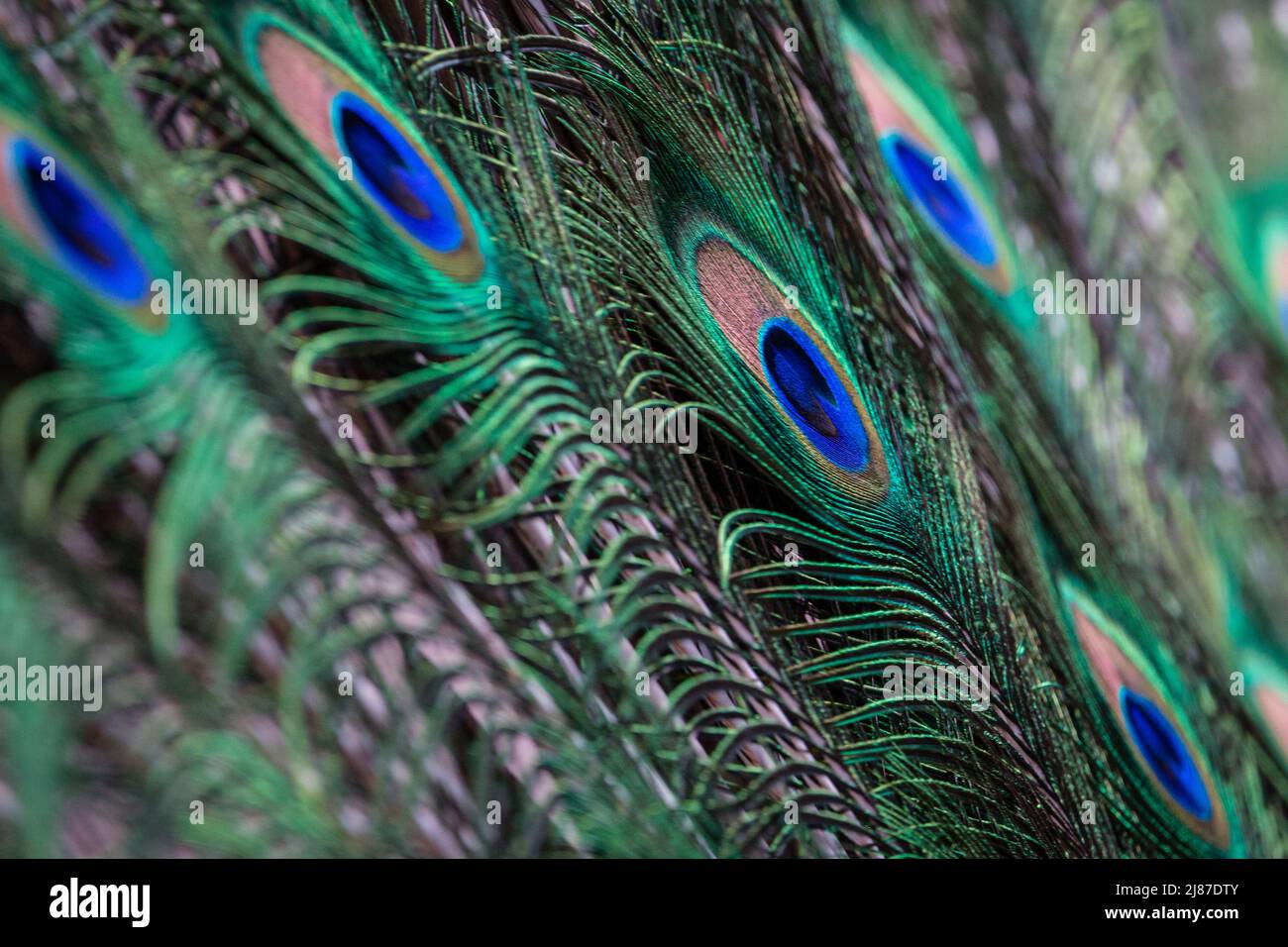 A close-up of a peacock feather. The eye shines in the sun Stock Photo - Alamy
