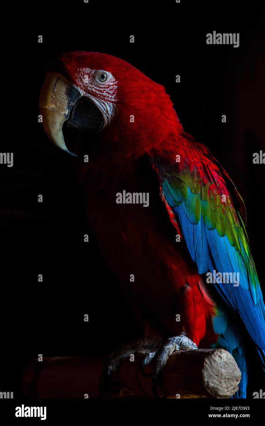 In the shadow shines a colorful parrot in profile. He is illuminated by ...