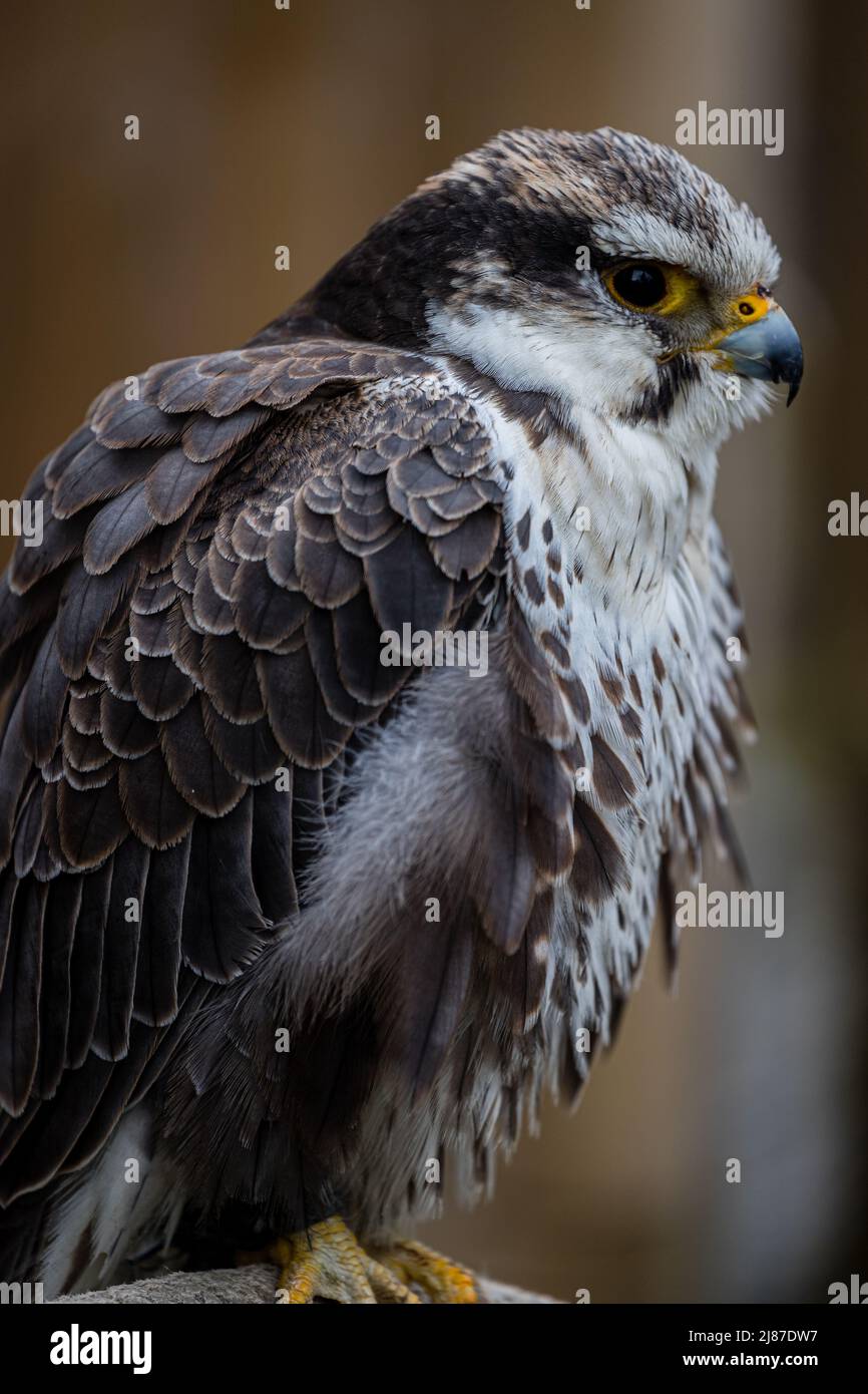 This Laggar falcon sits on his perch and observes the surroundings. So ...