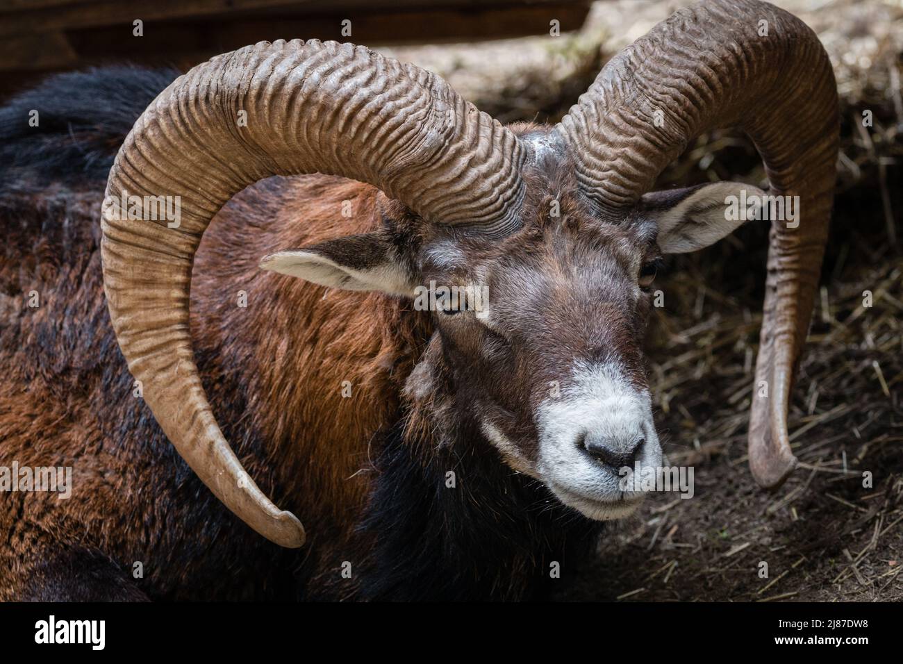 Imposing horns that this bighorn sheep wears on its head. They bend ...