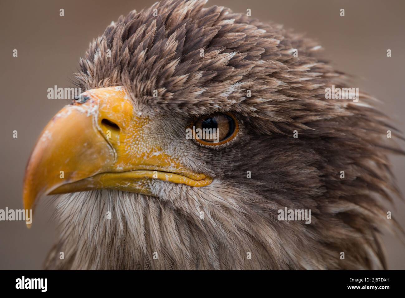 Sullen look hi-res stock photography and images - Alamy