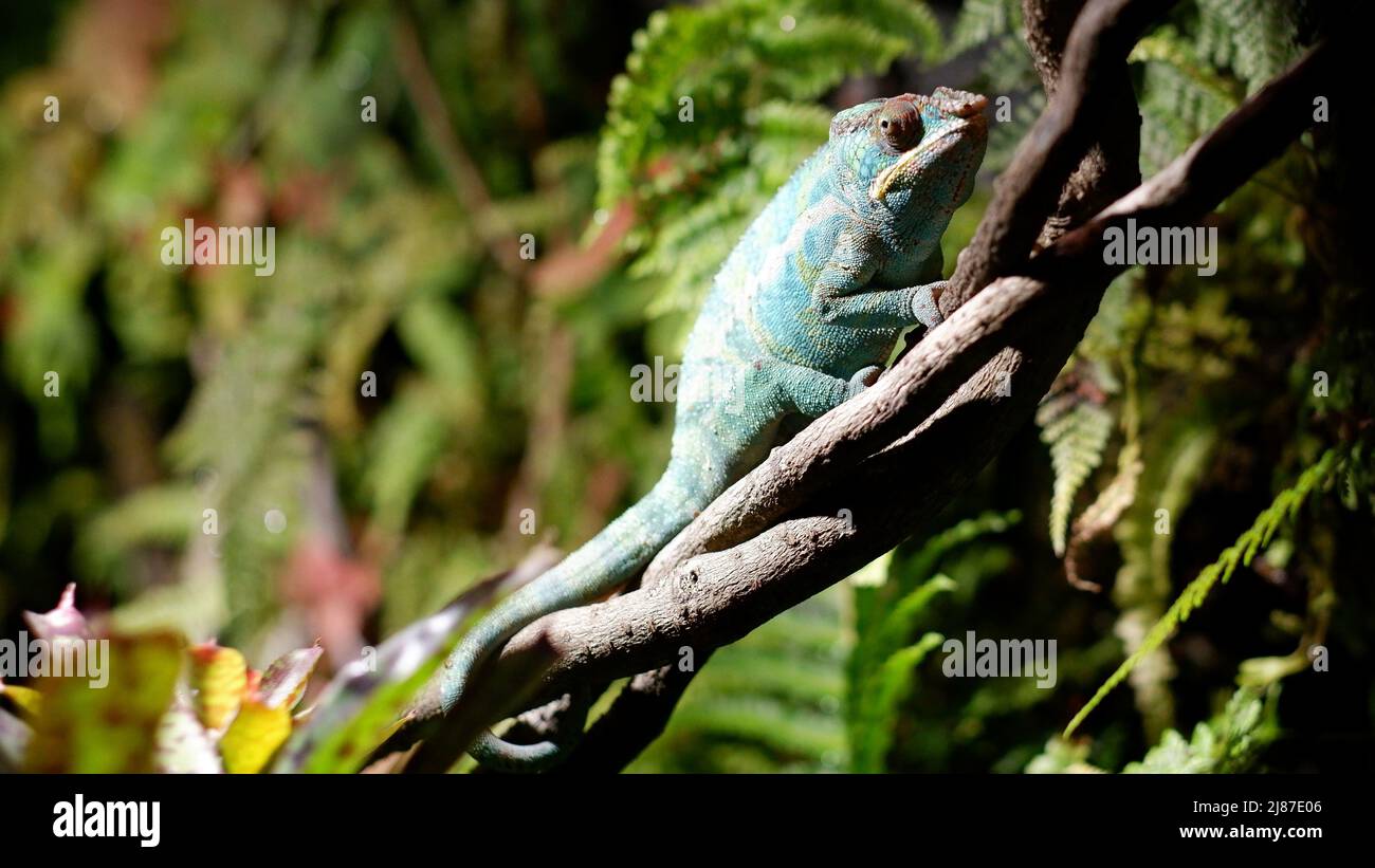 Green chameleon on a tree branch. Chameleon from the family of lizards ...