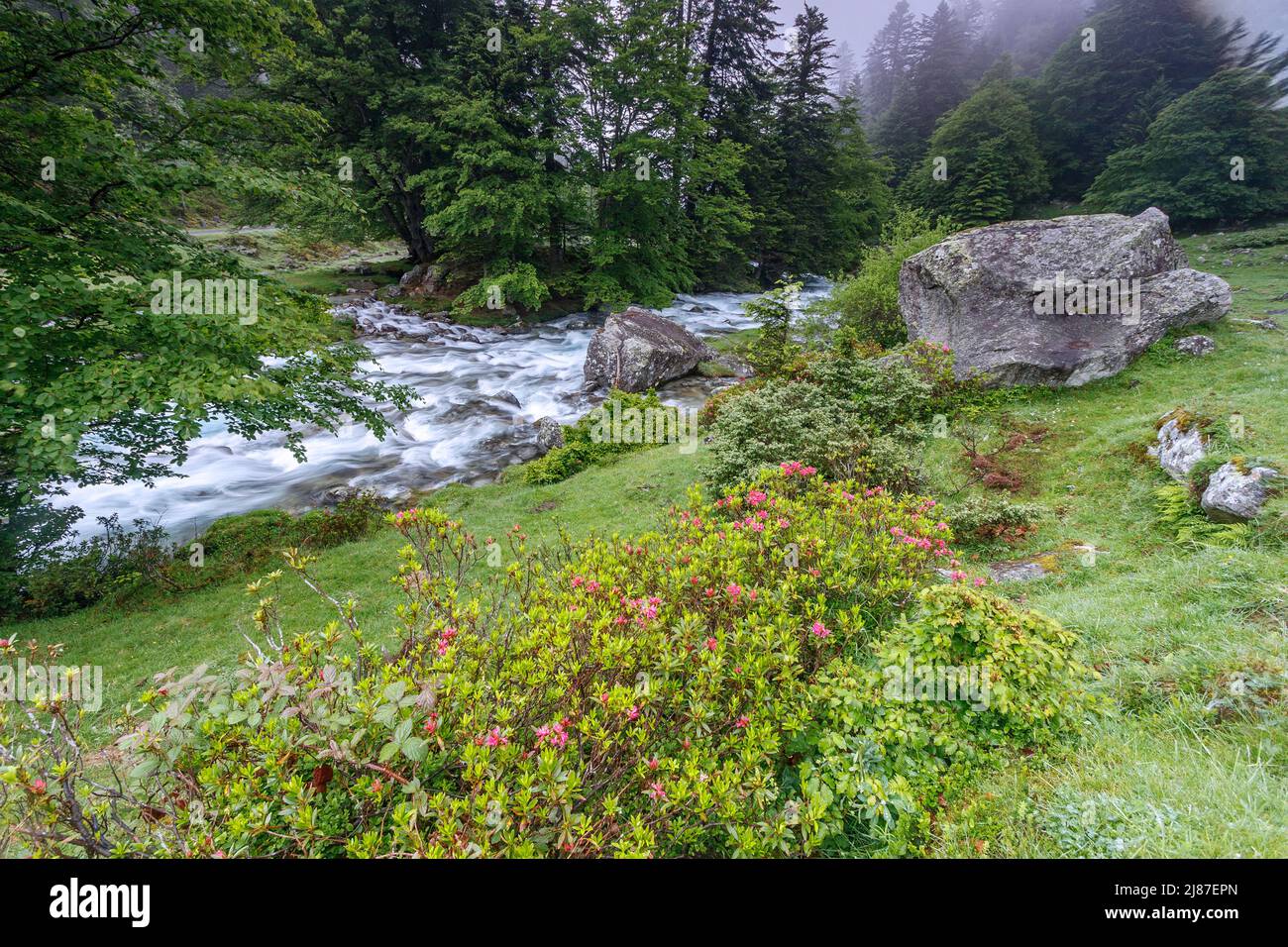 Forest at Lutour valley, Pyrenees National Park, department of Hautes ...
