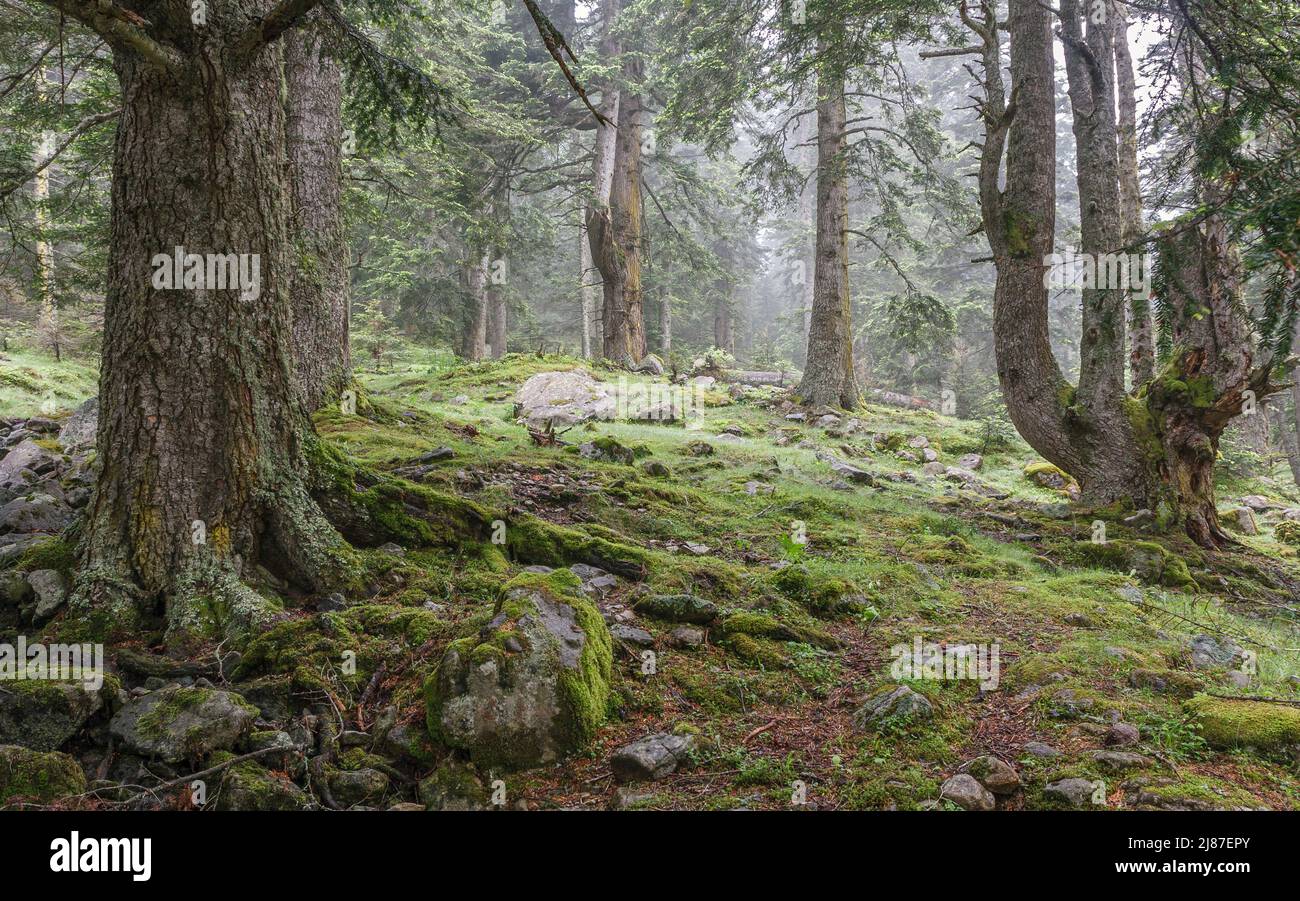 Forest at Lutour valley, Pyrenees National Park, department of Hautes ...