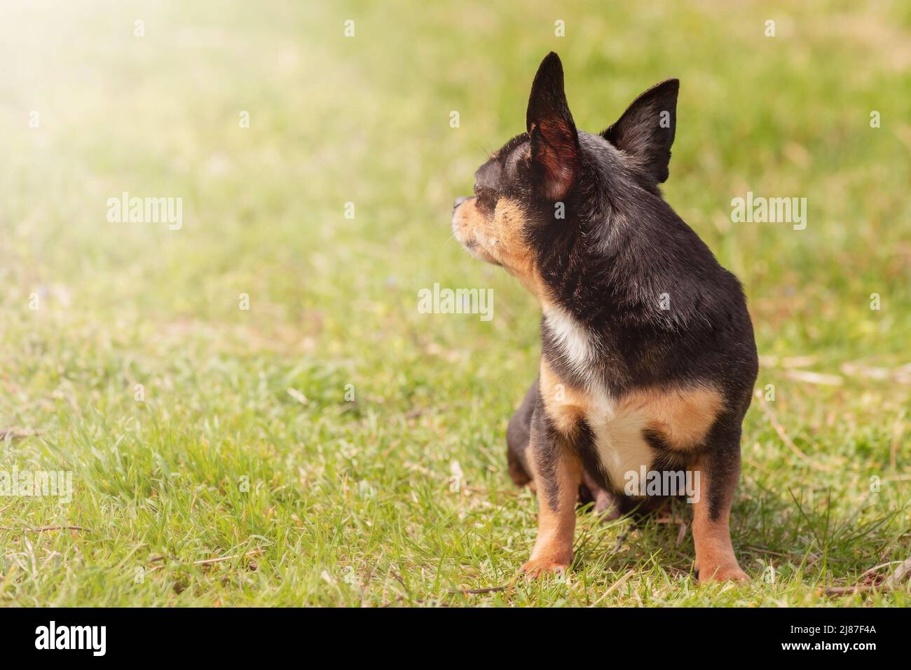 Dog on grass background. Chihuahua dog red white. Chihuahua looks back ...