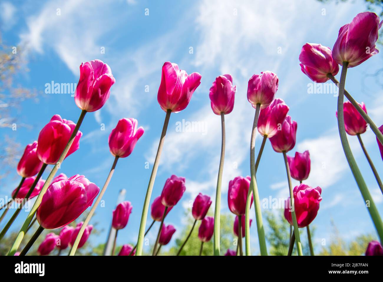 Bottom up view white flower hi-res stock photography and images - Alamy