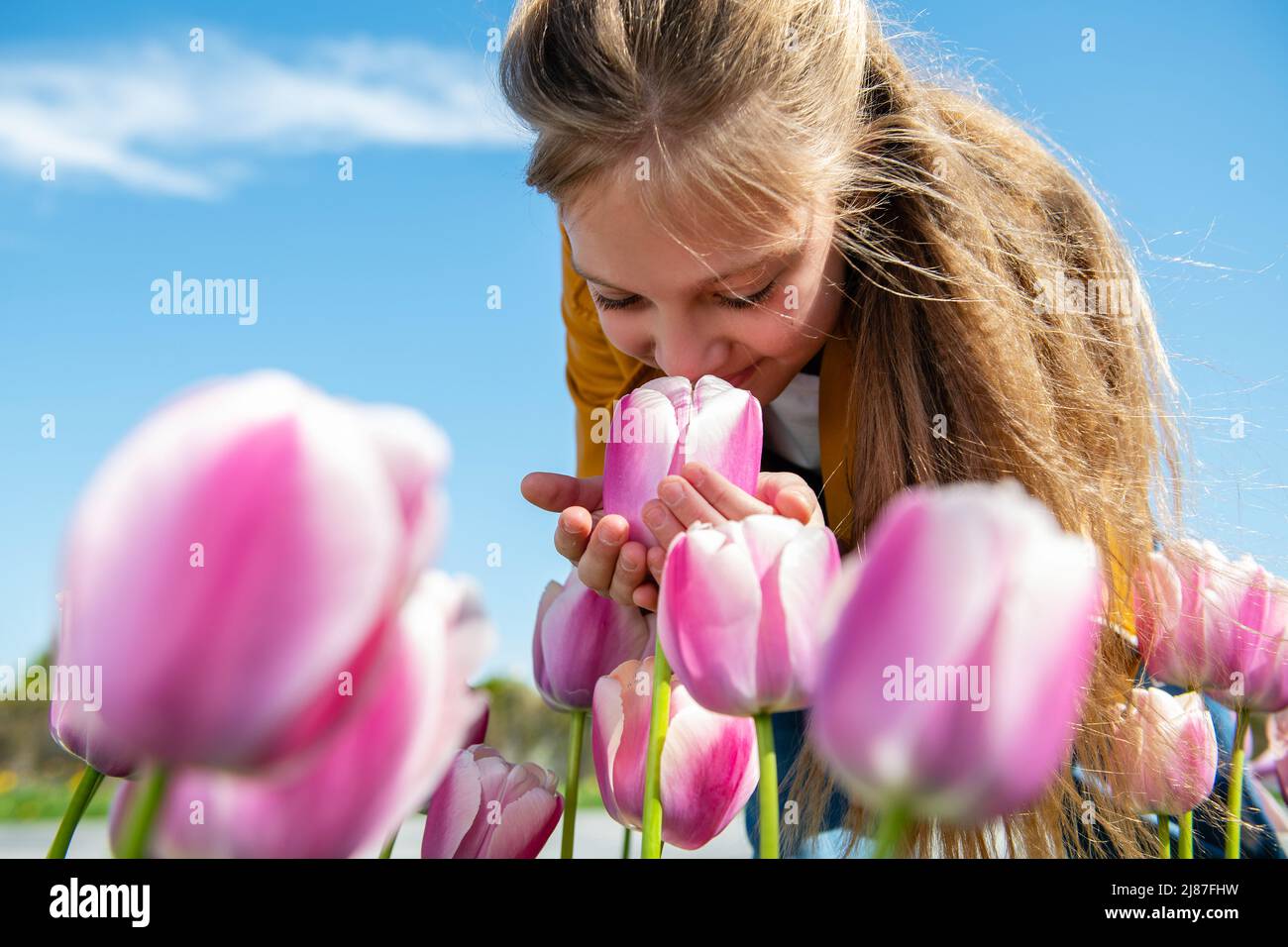 A beautiful teenage girl is leaning over a tulip, the girl is sniffing ...