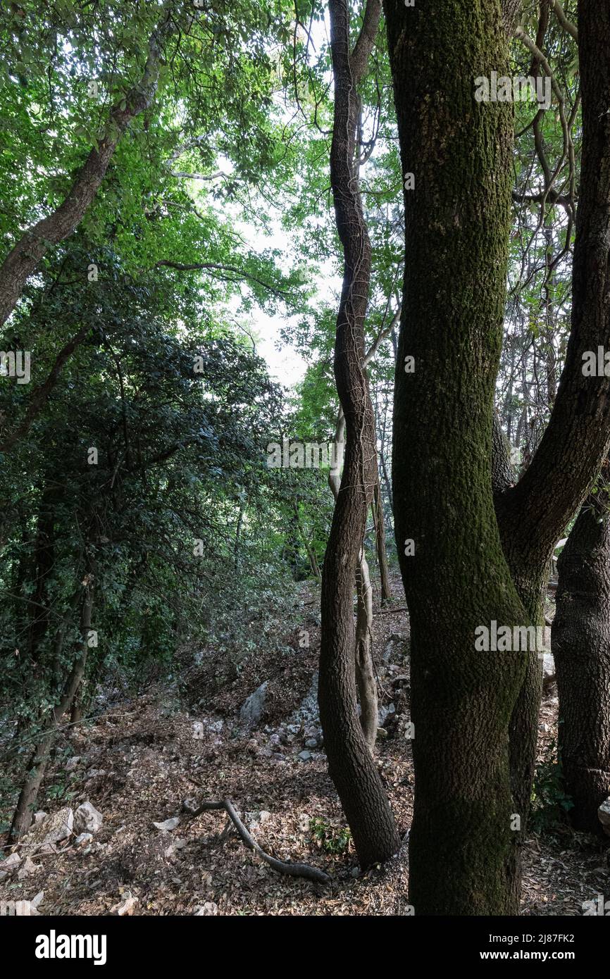 Trees in a forest, with shadows and light Stock Photo - Alamy