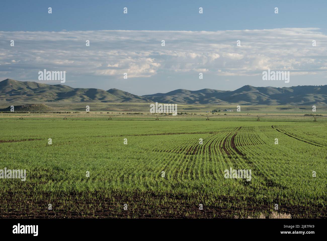 Field of new grain on the Camas Prairie, Fairfield, Idaho, USA Stock ...