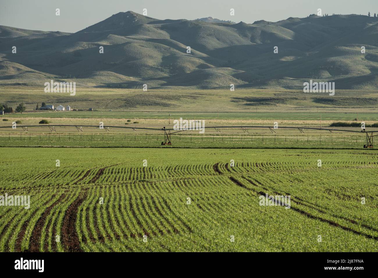 Field of new grain on the Camas Prairie, Fairfield, Idaho, USA Stock ...