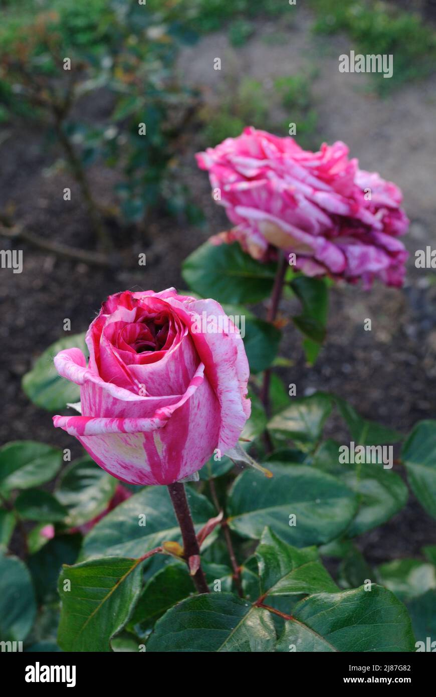 Rose bianche rosse rosa hi-res stock photography and images - Alamy