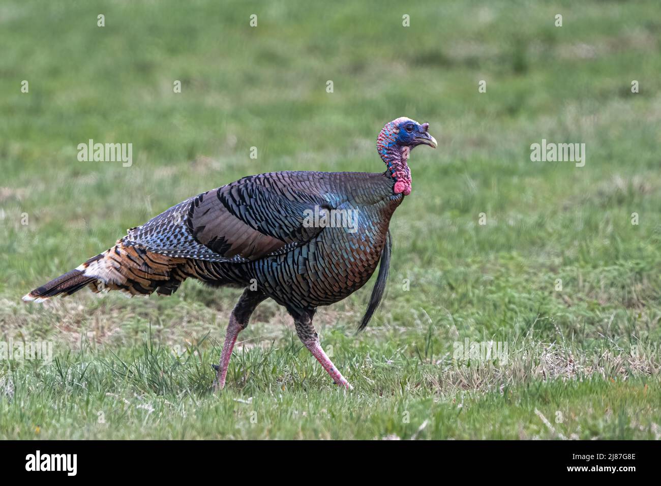 Male Wild Turkey (Meleagris gallopavo Stock Photo - Alamy