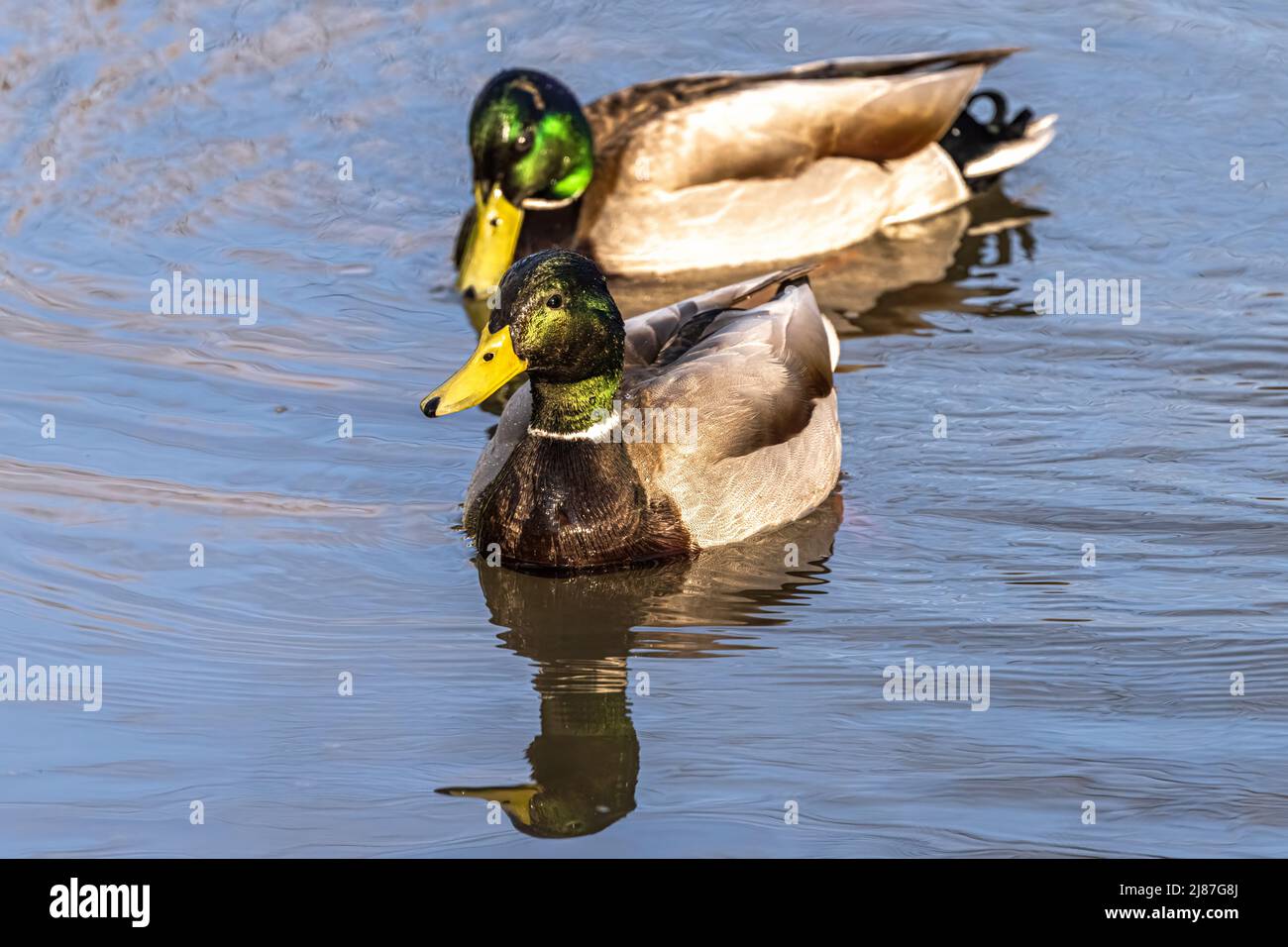 Quacking mallards hi-res stock photography and images - Alamy