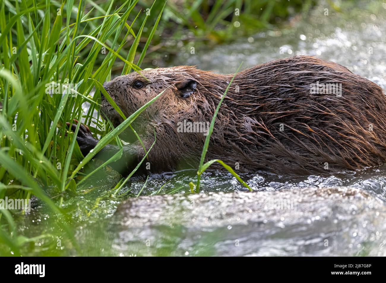 Castor canadensis feeding hi-res stock photography and images - Alamy