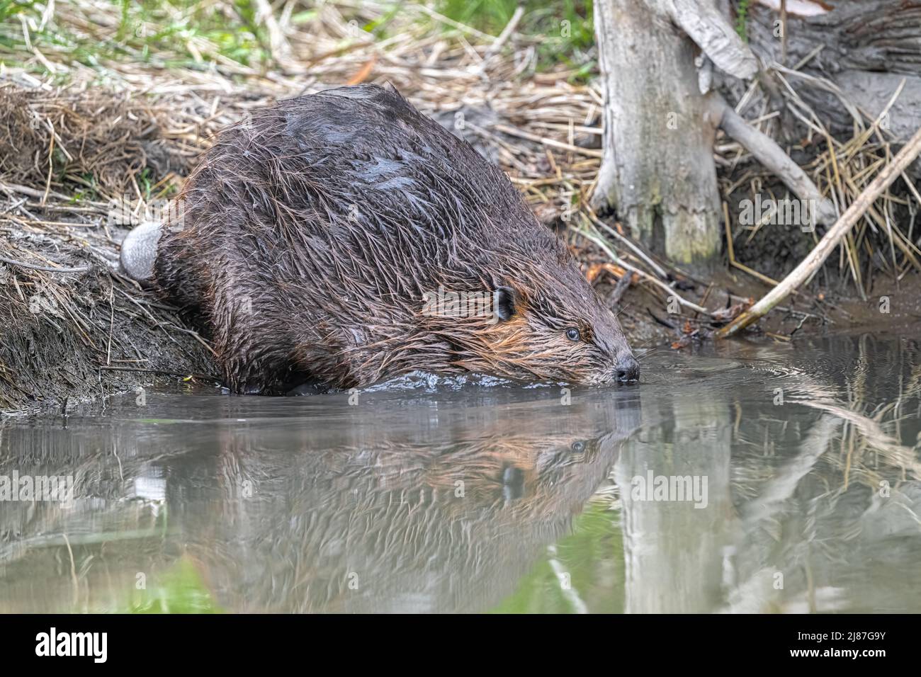 North American Beaver (Castor canadensis) Entering the Water Stock ...