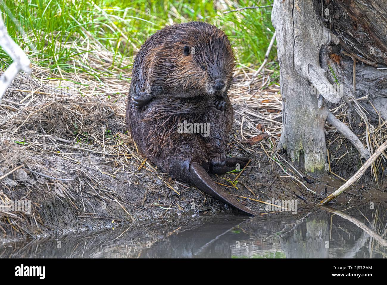 Beaver cleaning hi-res stock photography and images - Alamy