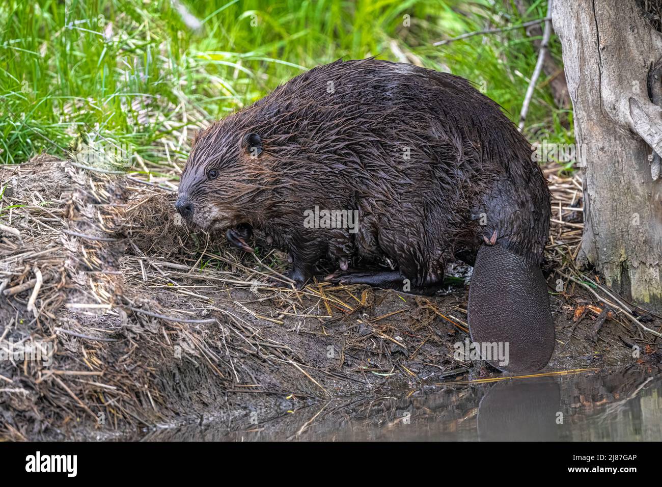 Exiting the house hi-res stock photography and images - Alamy