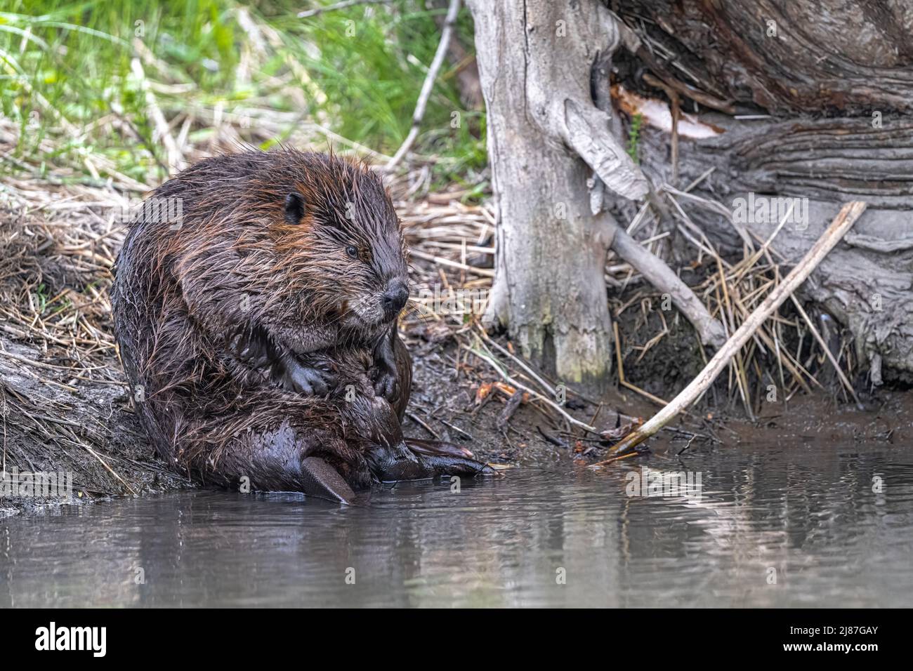 Beaver eat yellow hi-res stock photography and images - Alamy