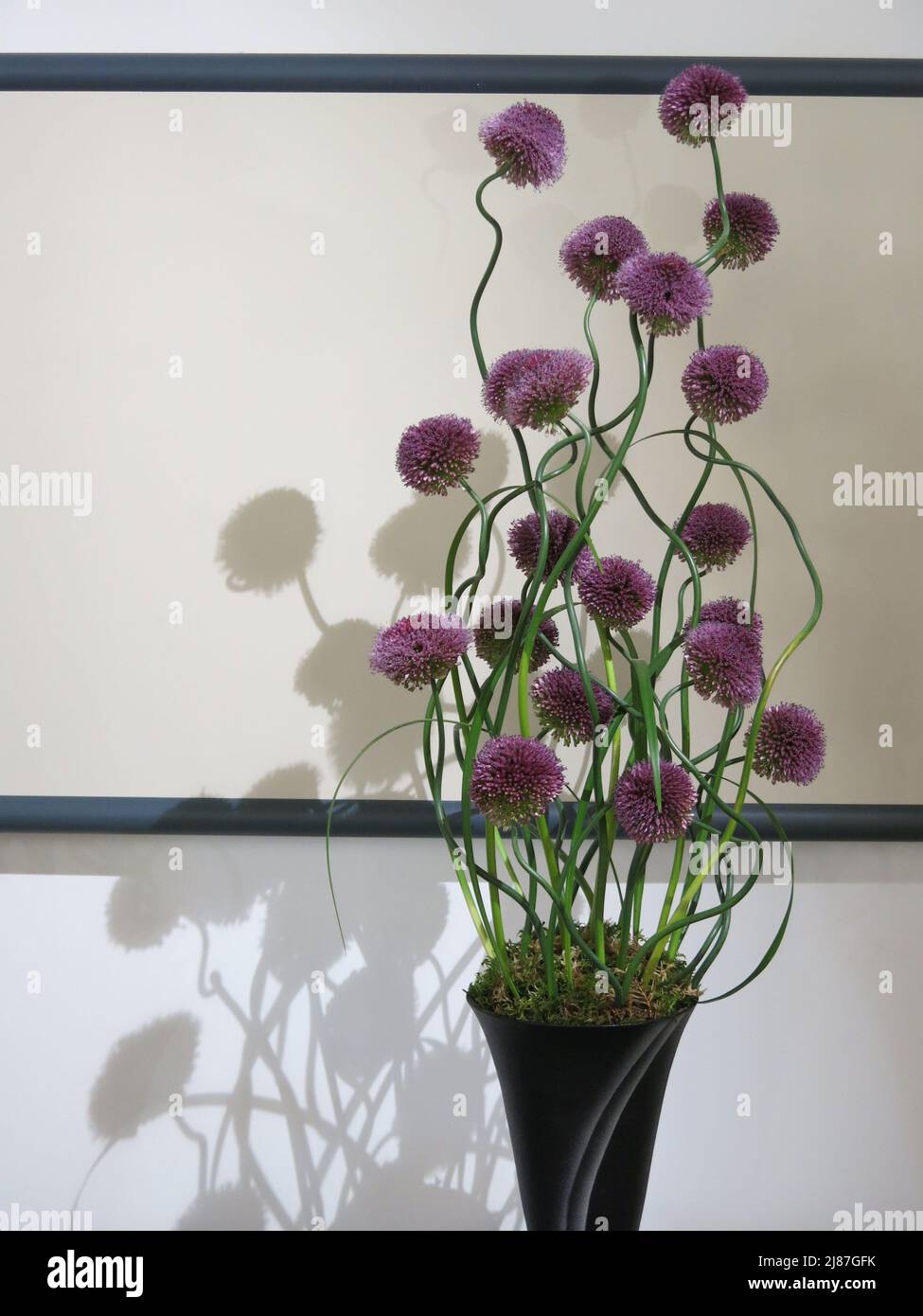 A simple display of Japanese artistry with purple alliums on twisted ...