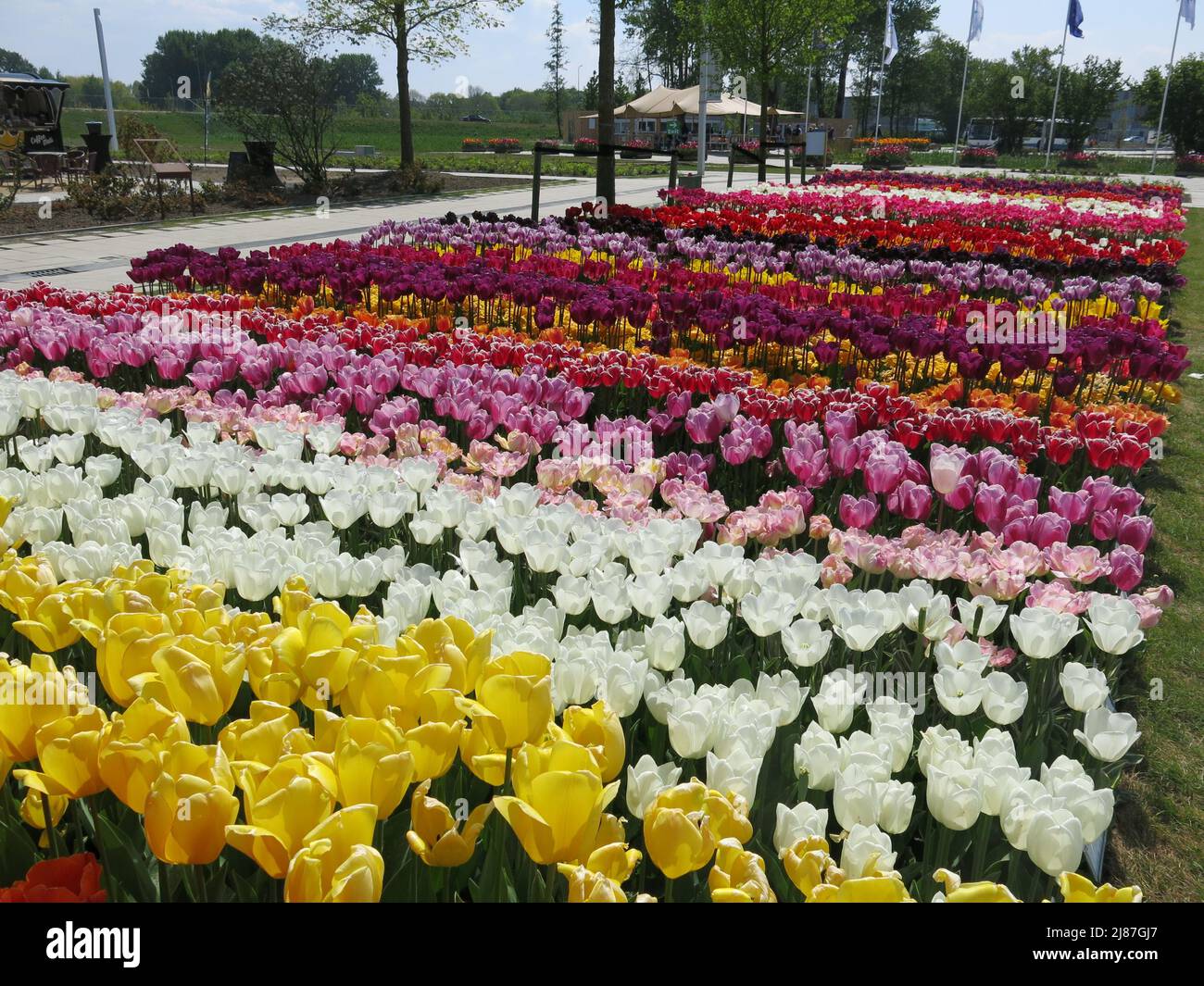 Bed of lines of multi coloured tulips on display in the 60 hectare ...