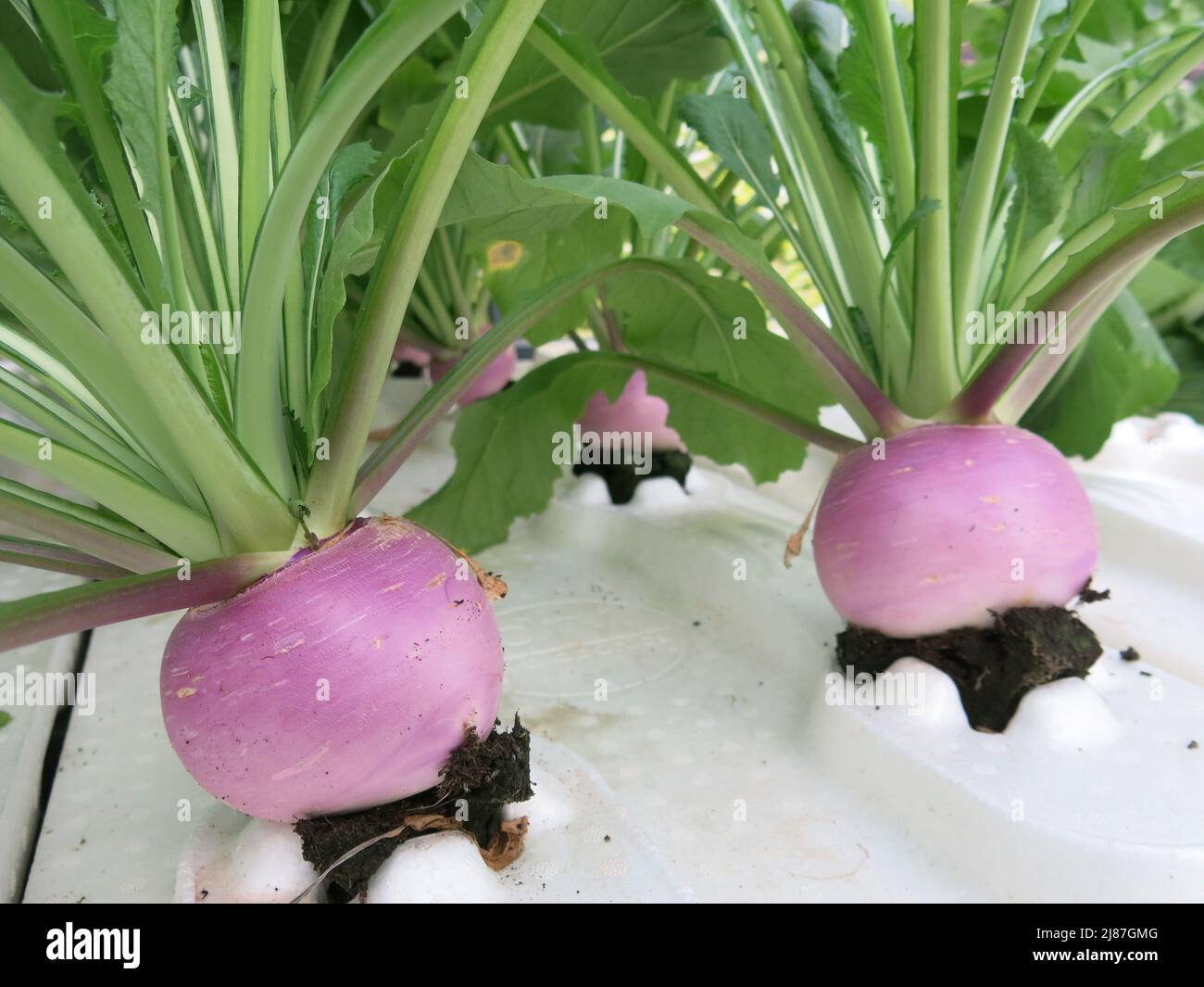 Kohlrabi or German turnip growing in a no-soil medium to demonstrate ...