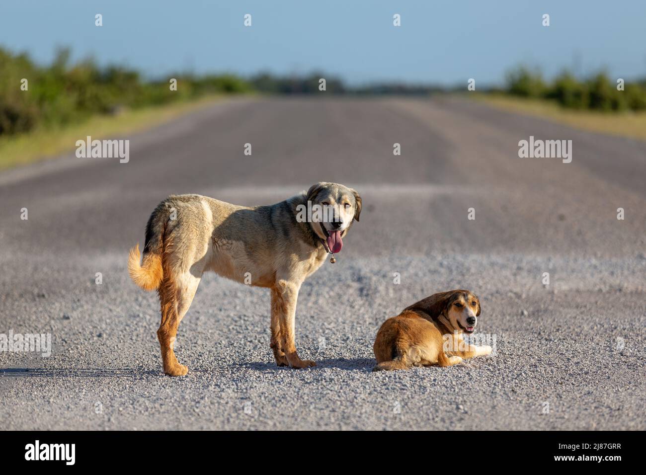 2 homeless dogs sitting on asphalt road Stock Photo - Alamy