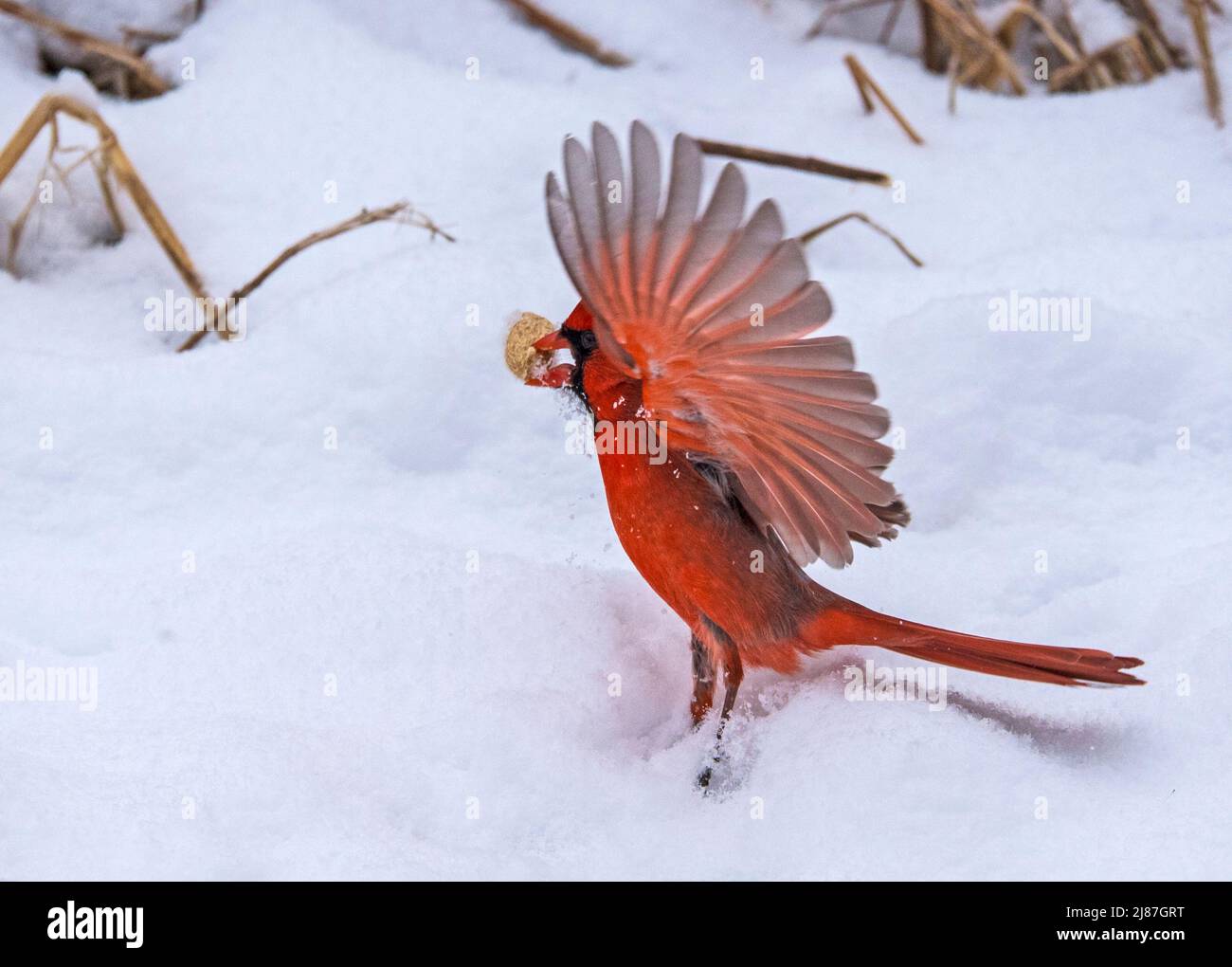 Male Cardinal takes flight with food (Cardinalis cardinalis Stock Photo ...