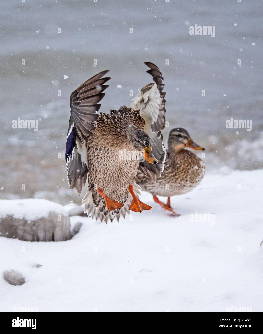 Multi color wings hi-res stock photography and images - Alamy