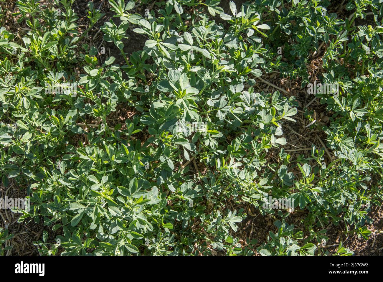 Alfalfa plant hi-res stock photography and images - Alamy