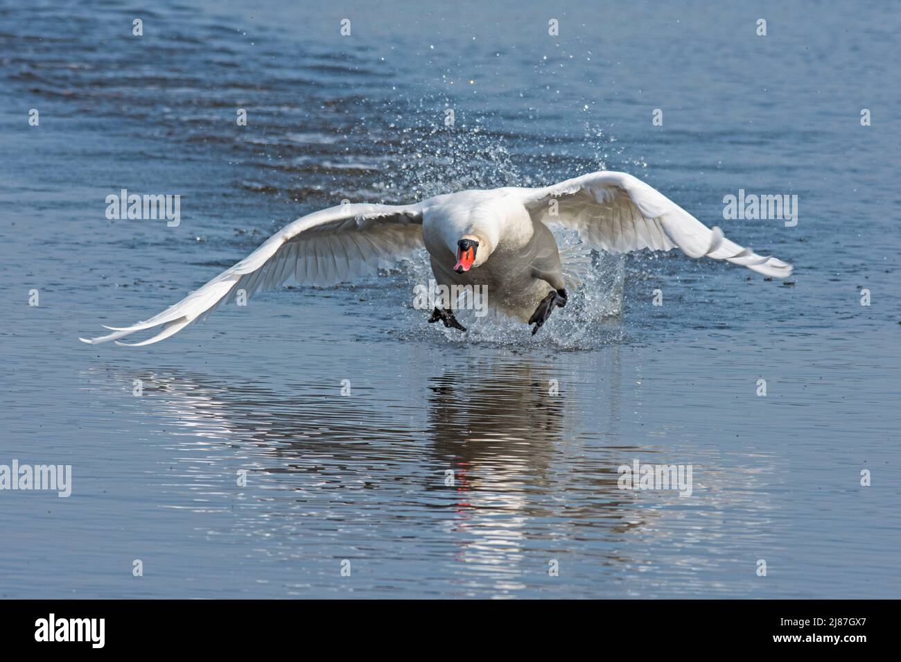 Mute Swan take off run over water Stock Photo - Alamy